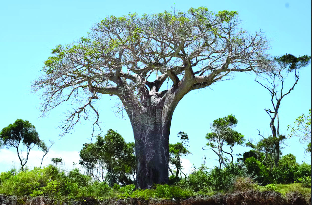 Baobab is a superfood with growing global demand – that’s bad news for ...