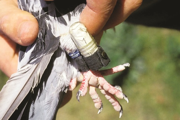 The First ‘Air Mail Delivery’ Occurred In 900 A.D.—A Biologist ...